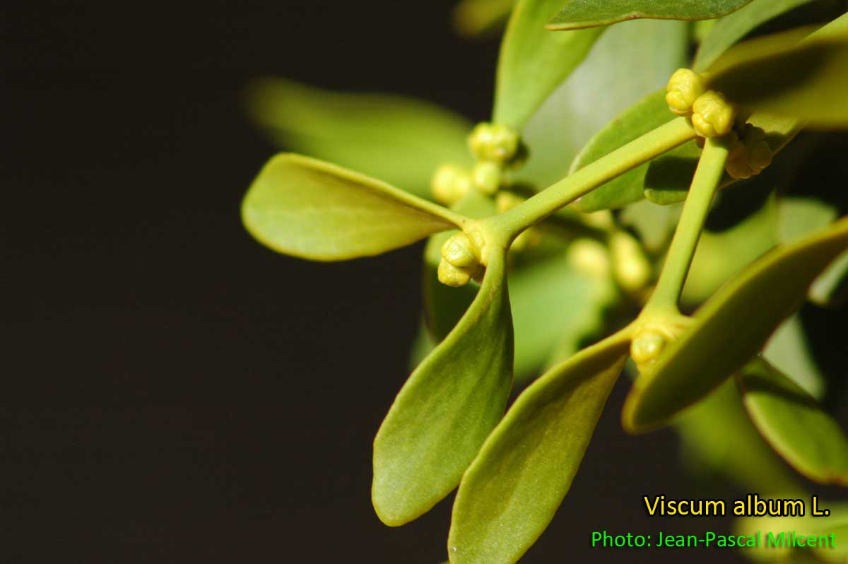 Medicinal Plants: Viscum album, Амяла белая, Mistelten, Weißbeerige ...