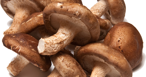 Cultivated and Wild species of Mushroom in Nepal