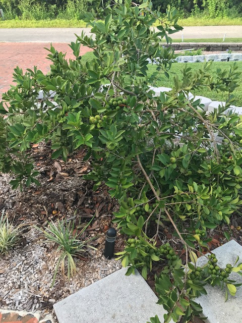 Vegetable and Fruit Gardening in SW Florida: Lemon Guava