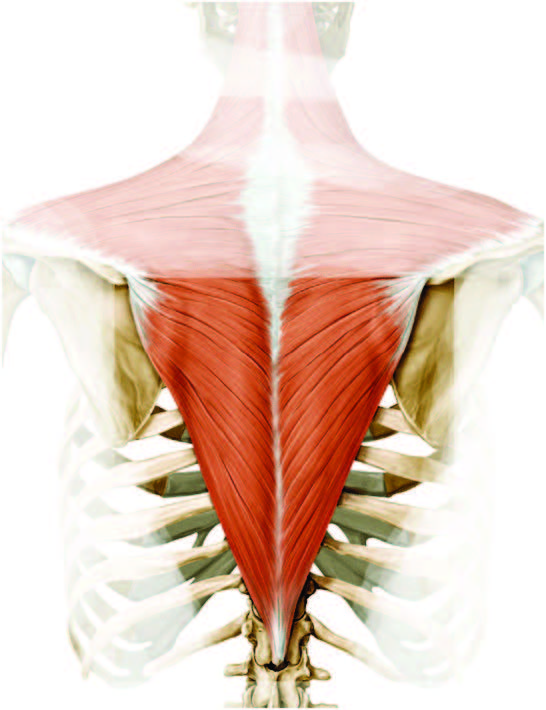 A Chiropractor and the Lower Trapezius