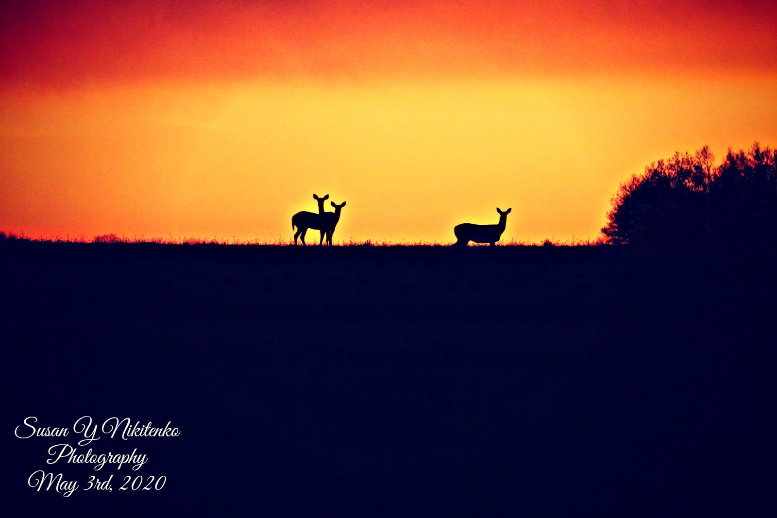 Deer At Sunset Spotlight