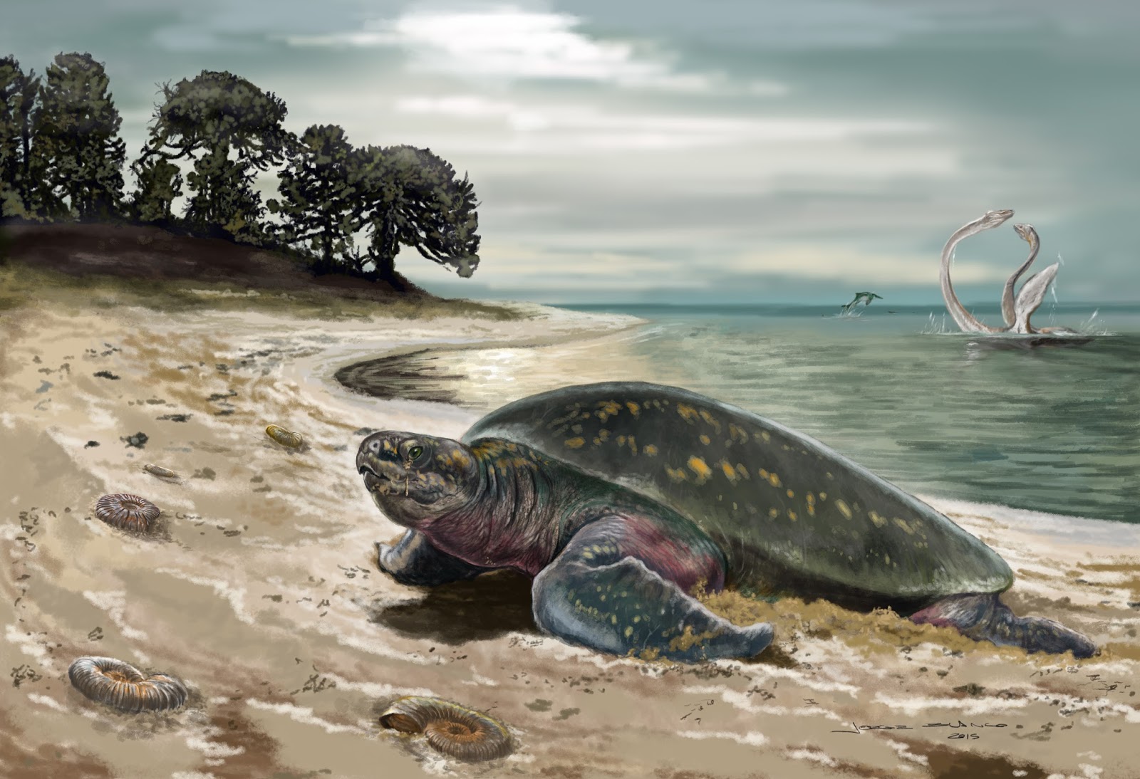 Species New to Science: [Paleontology • 2015] Desmatochelys padillai ...