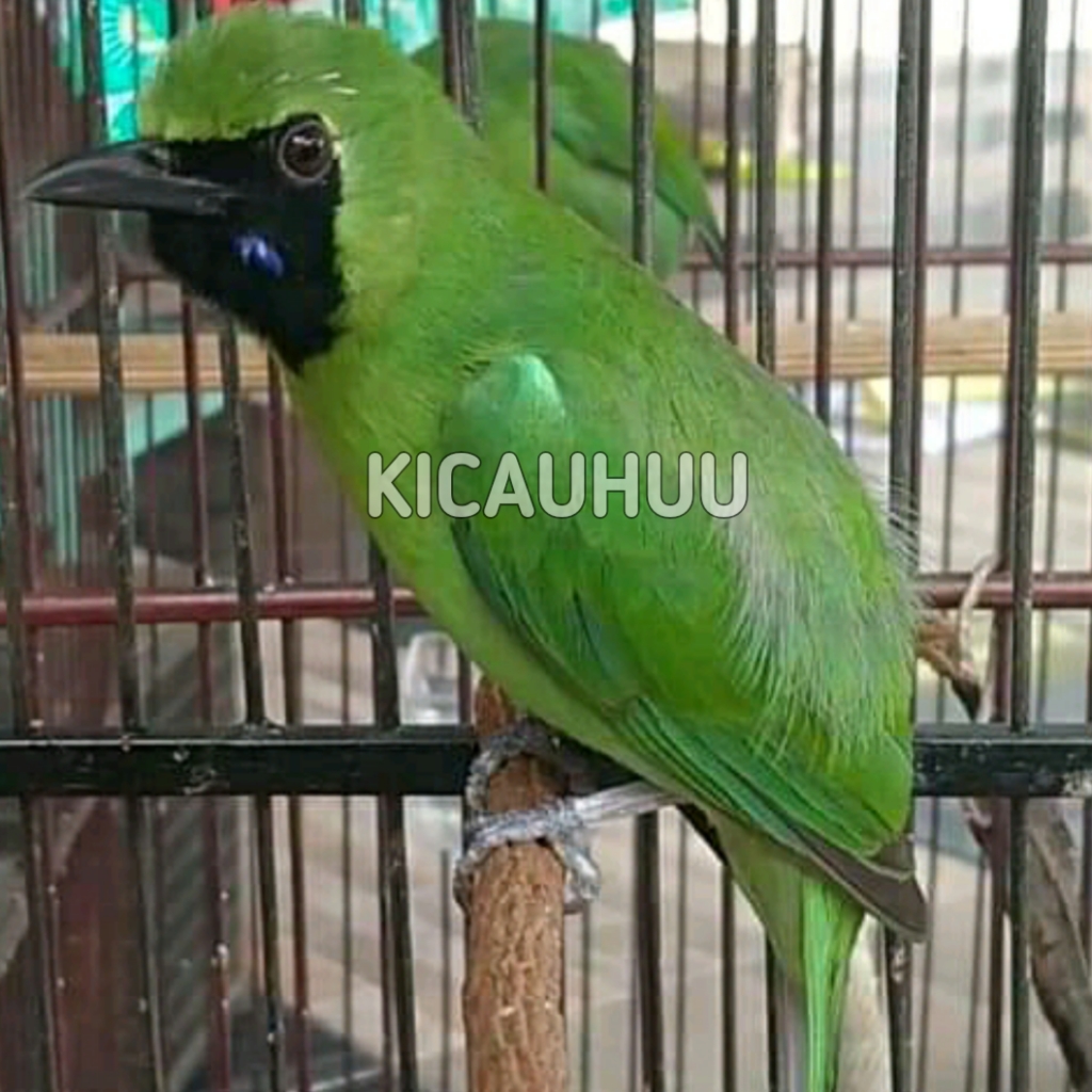 4 Jenis Burung Cucak Ijo Yang Bagus Dan Populer Untuk Lomba By Kicauhuu ...
