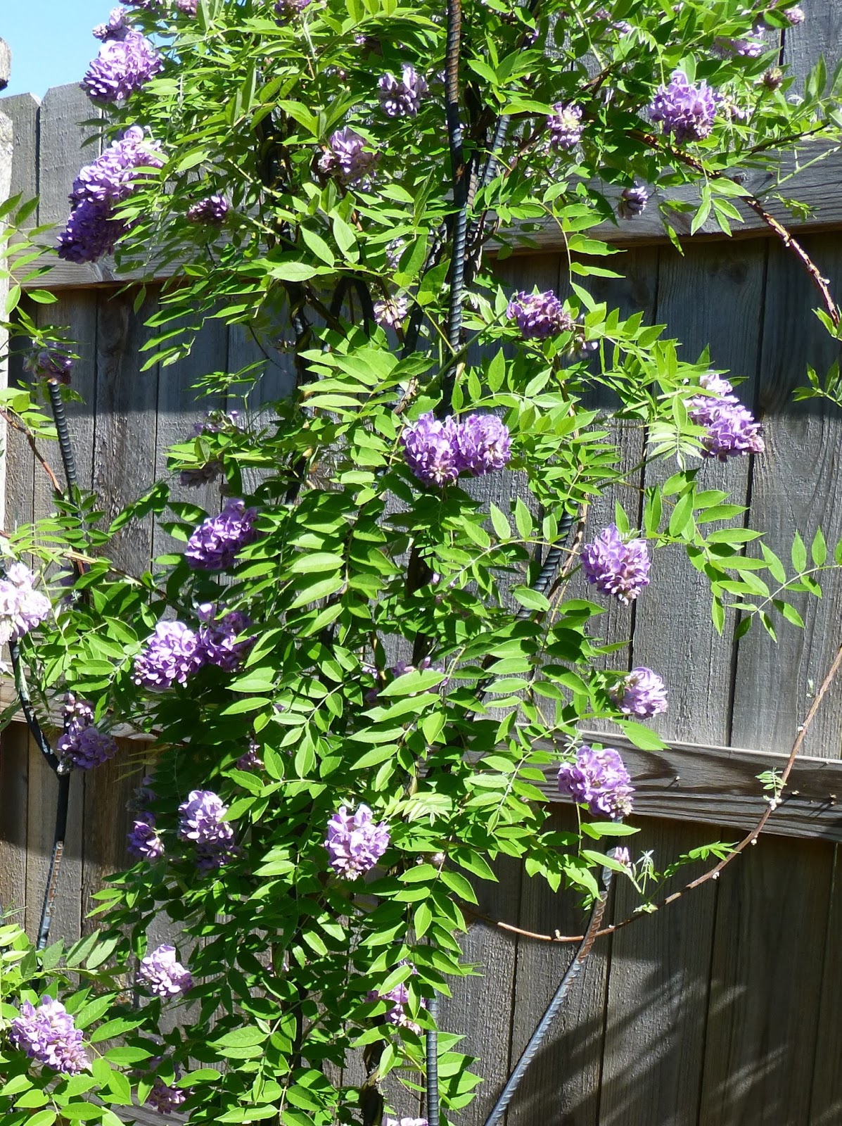 My Life in Retirement: Oh What a Beautiful Morning...