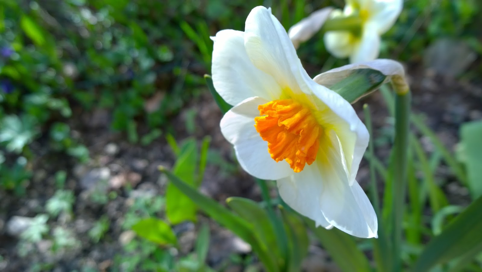 Manni tegemised: Nartsissid