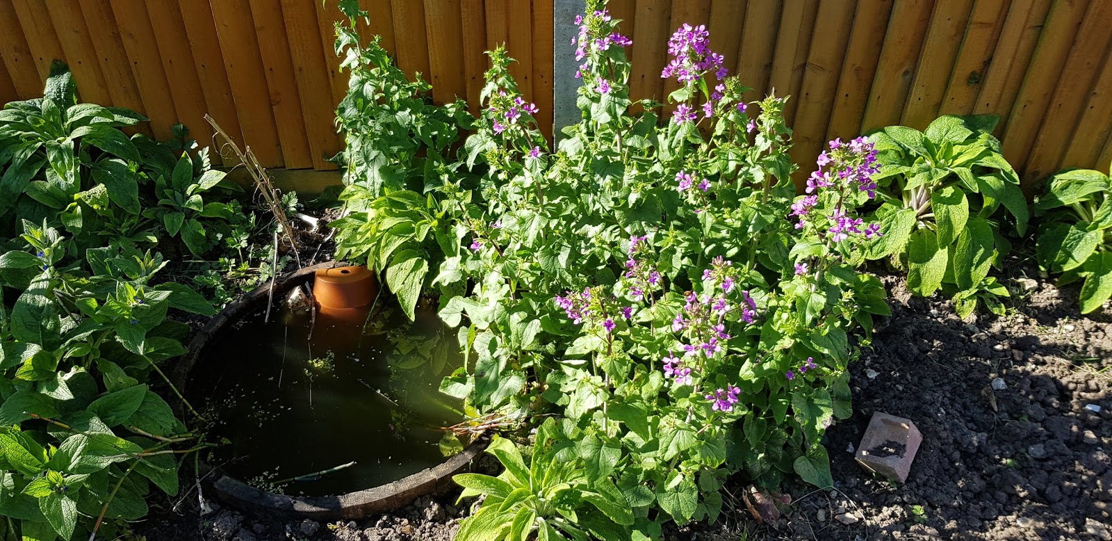 Veg patch from scratch: Honesty for flower arranging