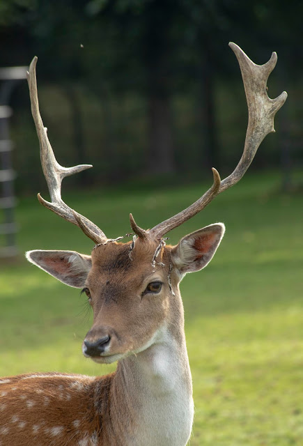 Chipster63 Photography: Buzzin'