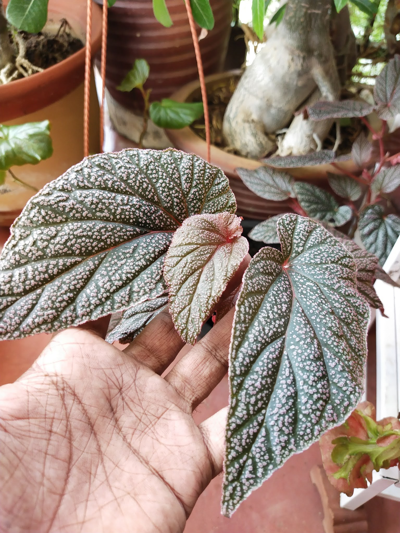 Garden Chronicles of James David: 42 Different Types Cane Begonias ...