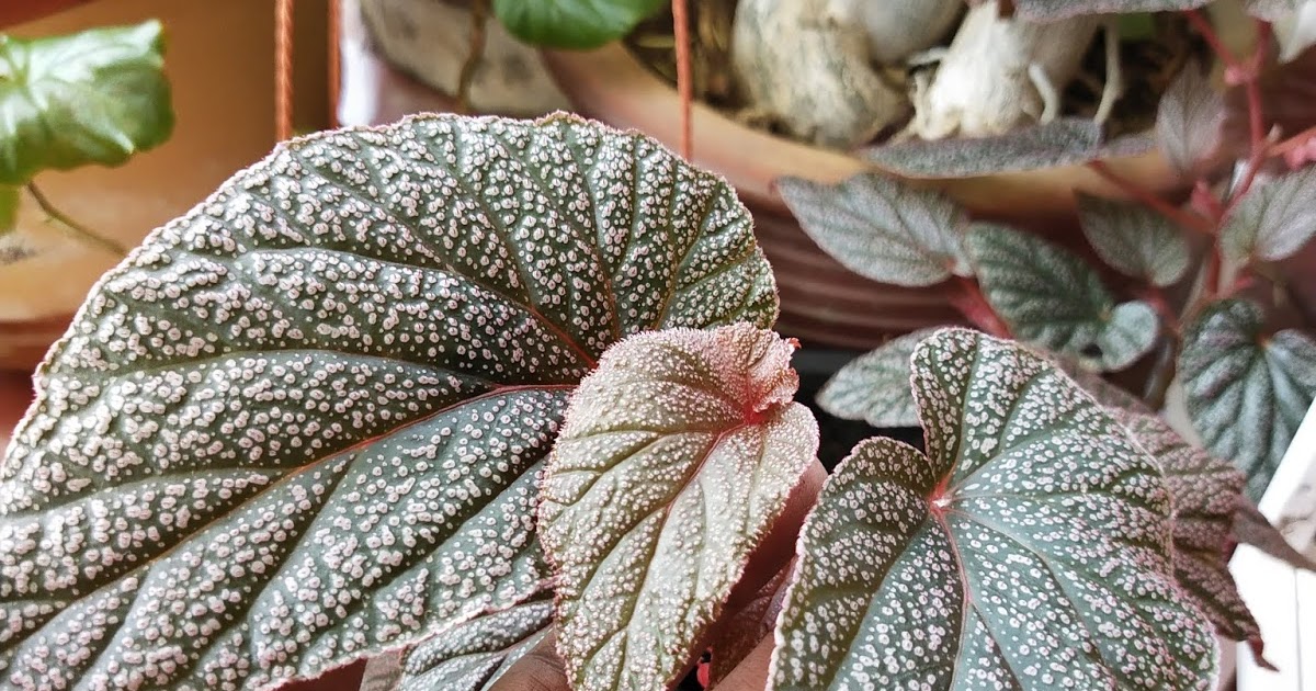 Garden Chronicles of James David: Cane Begonia - Maurice Amey