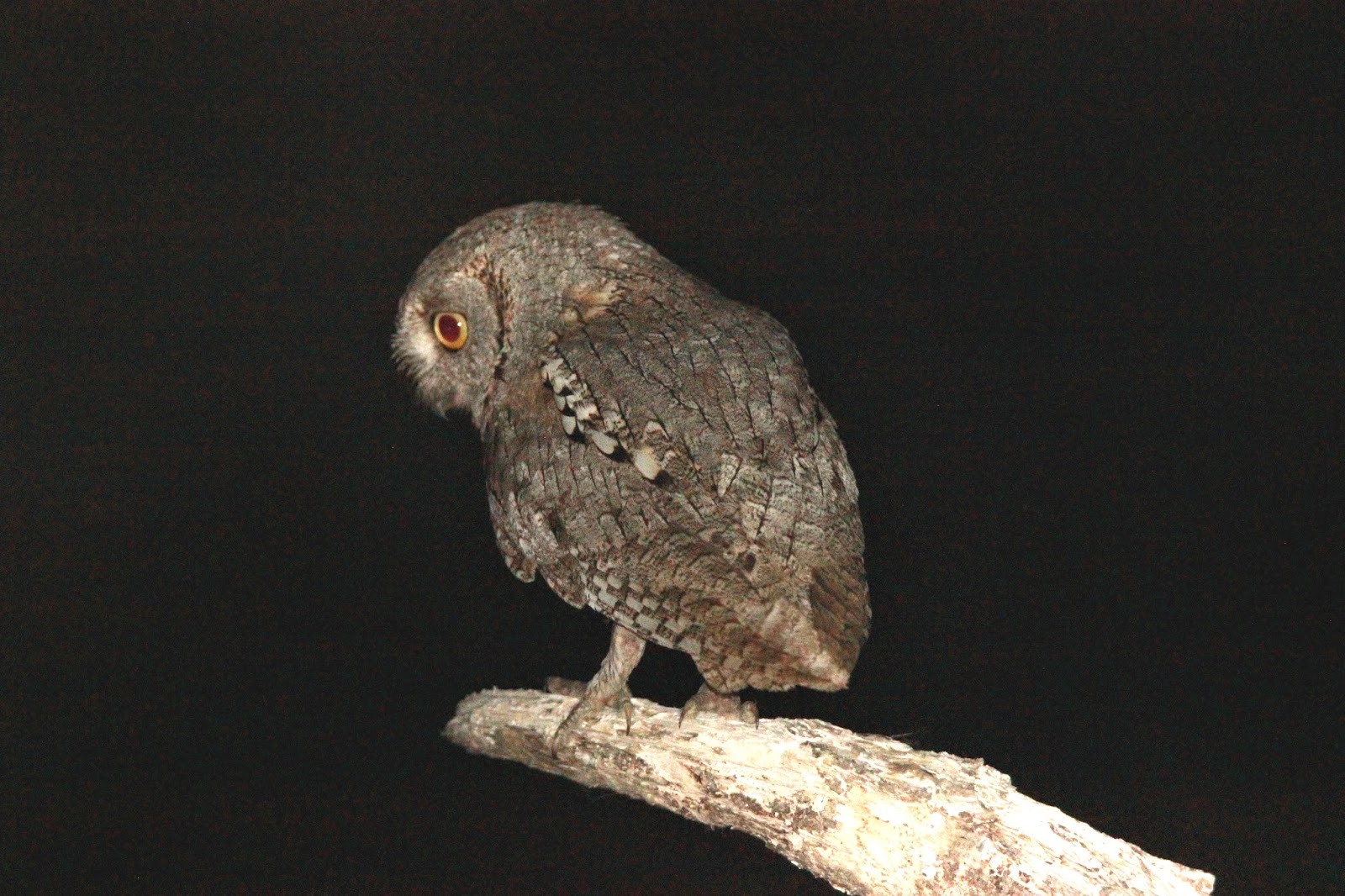 NATURAMETEO, majulada: Autillo europeo (Otus scops)