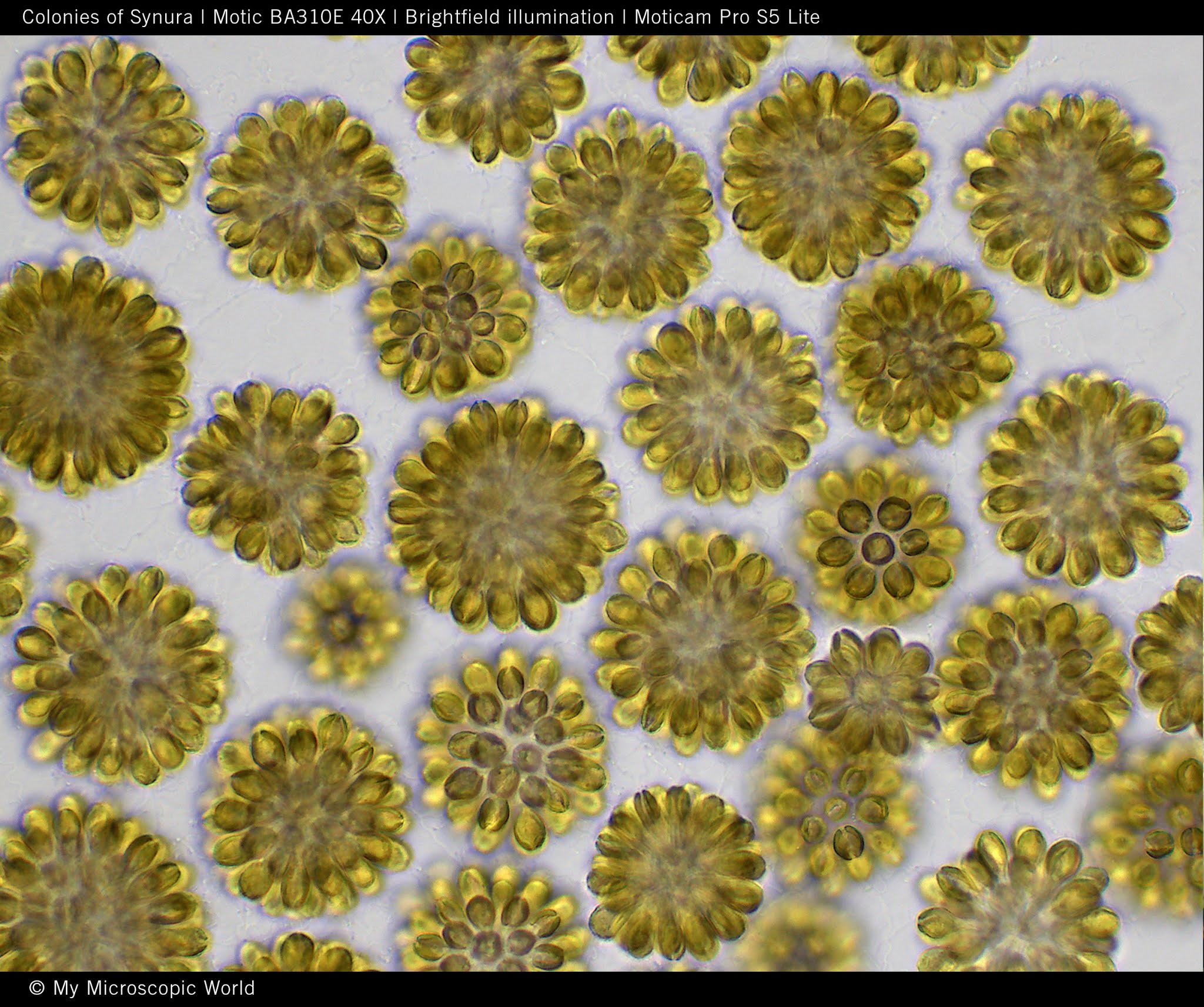 Chrysophyta Golden Algae