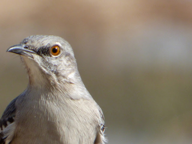 Geotripper's California Birds: One of the Obvious Ones: The Northern ...