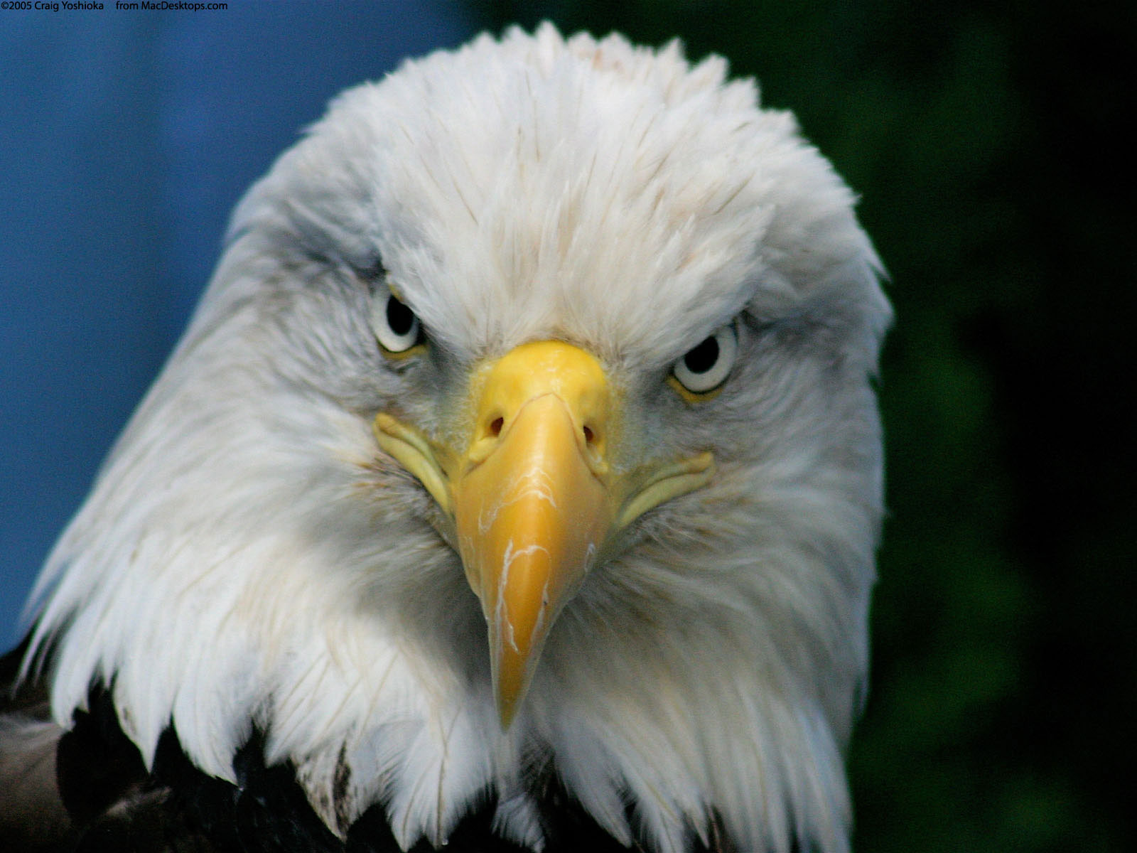 Bald Eagle Wallpapers | Fun Animals Wiki, Videos, Pictures, Stories