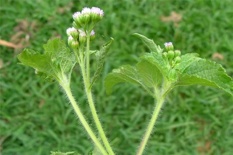 Goat Weed: Amazing Health Benefits Of Goat Weed Plant