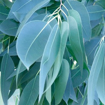 Eucalyptus Essential Oil: Uses and Benefits