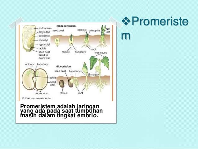 Pengertian Jaringan Meristem Dan Contoh Gambar Lengkap - BLOG PELAJARAN