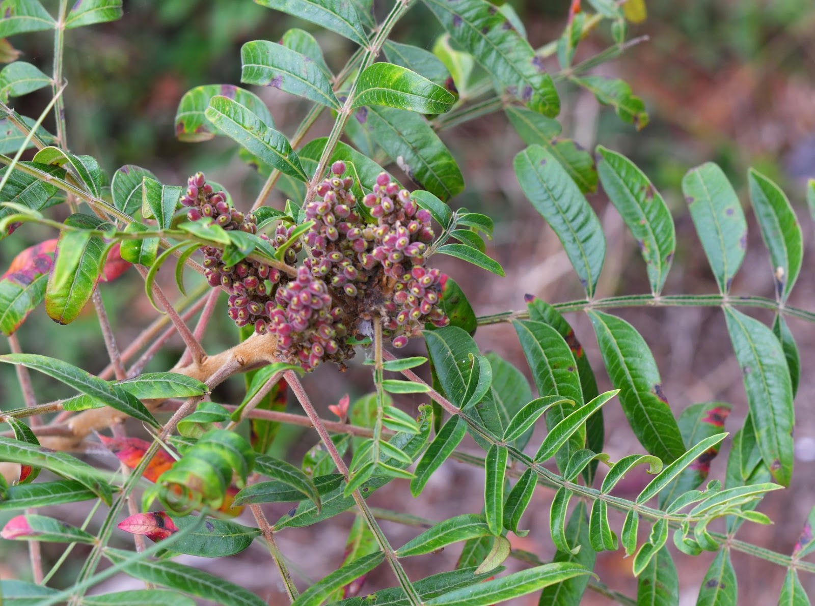 Nature Ramblers: Ramble Report September 19 2019