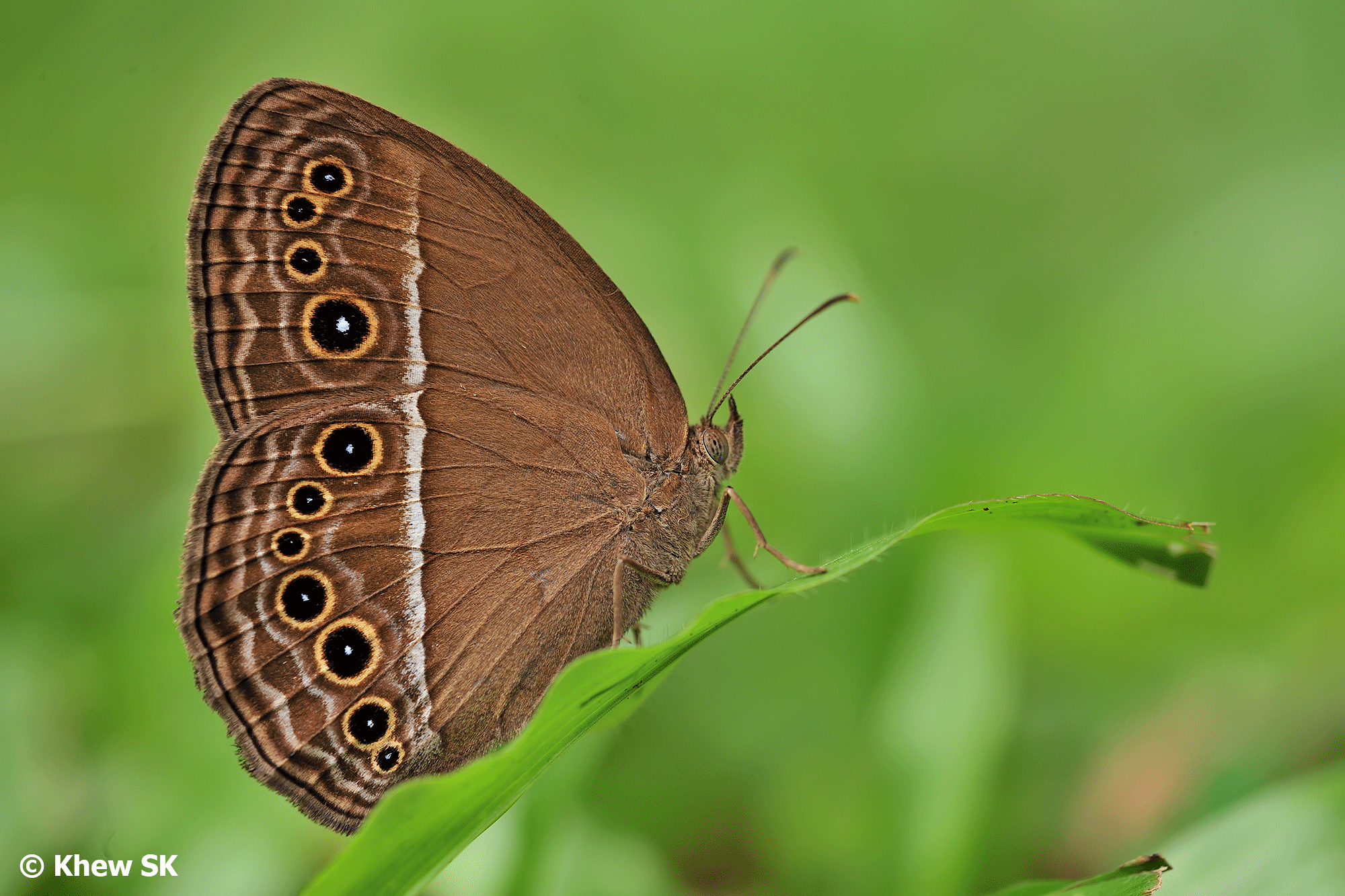 Butterflies of Singapore: Bush Browns of Singapore : Part 1