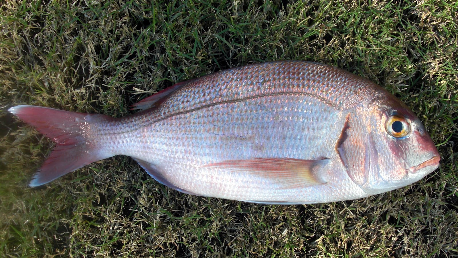 De sol y sal: Pargo a la sal, receta del pescador