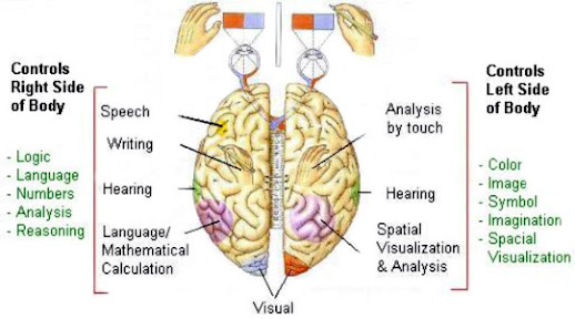 DIAGRAM OF BRAIN