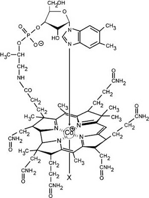 Cobalamin Deficiency (Vitamin B12) Case File
