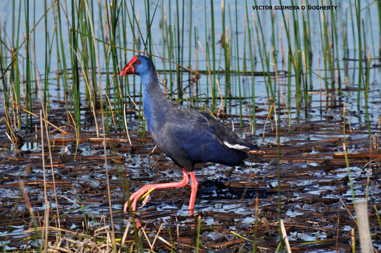 Mis imágenes de aves: ULTIMAS FOTOS DE CALAMON COMUN