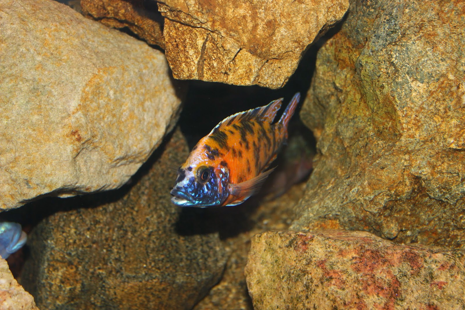Amazing Fish: OB Peacock