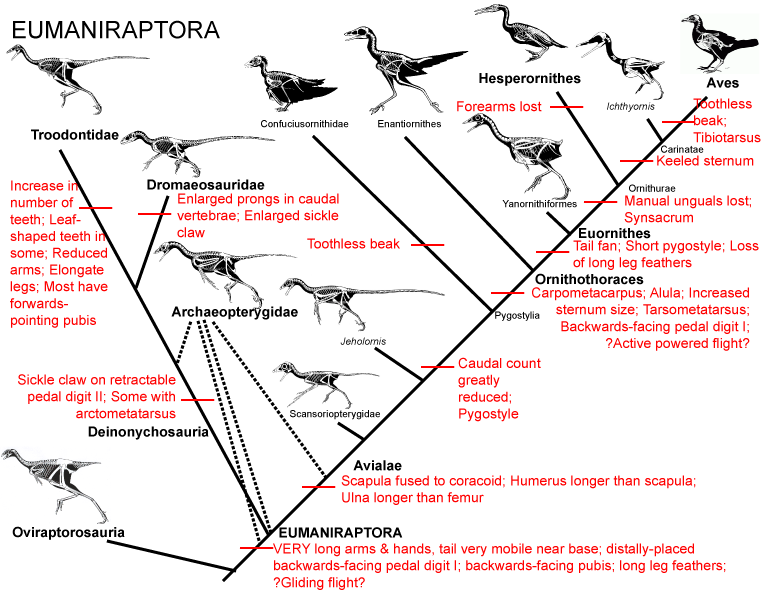 Bio Geo Nerd: Dinosaur Genealogy :)