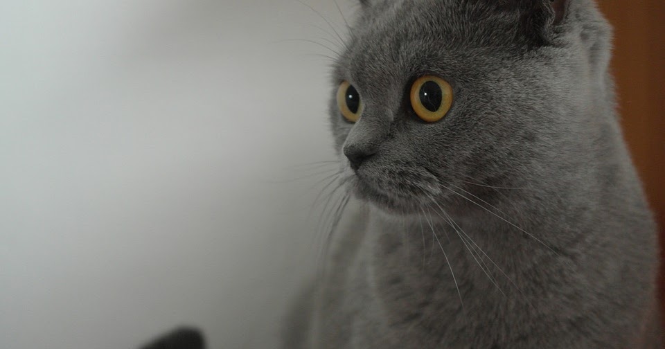 Usui Shiki Ryoho: Gyoshi-ho - Fixar o Olhar