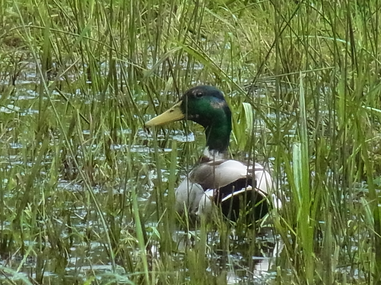 quatre saisons: colverts