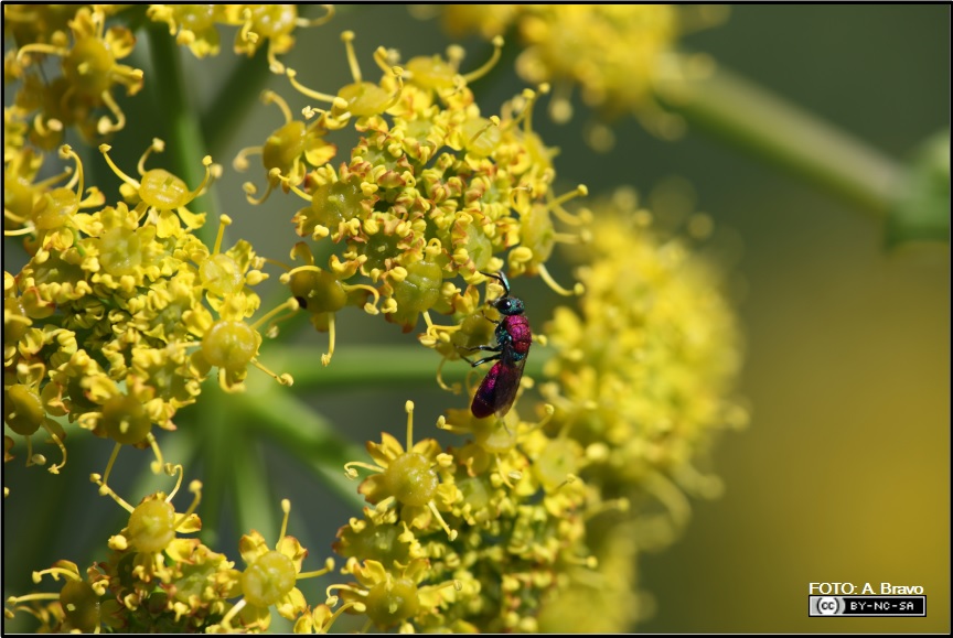 FAUNA AUXILIAR: FAM. APIACEAE (UMBELLIFERAE)
