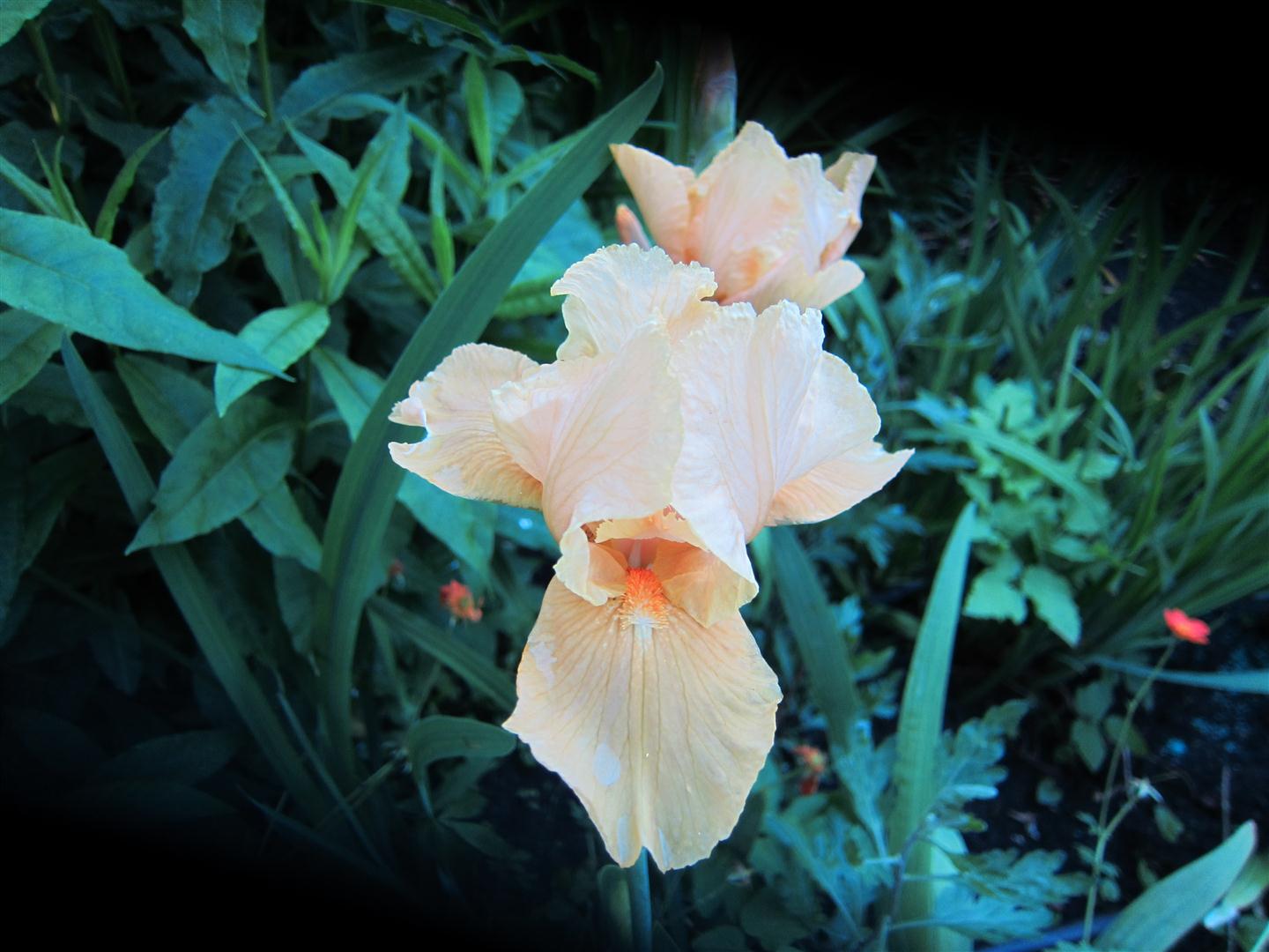 Mariehem i Skåne: Nu är det "Iris" tid.