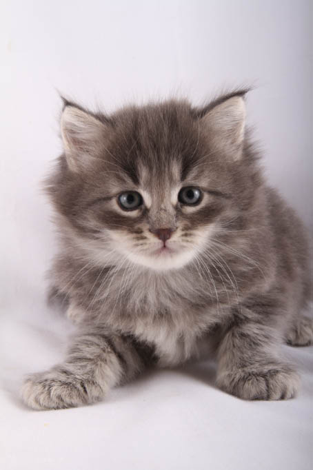 Alexandrite Siberians: Galina Kitten - Blue Tabby Boy