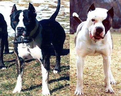 EADD TV / VIDEO CHANNEL: MASTÍN AMERICANO P A N J A - (Raza de PERROS ...