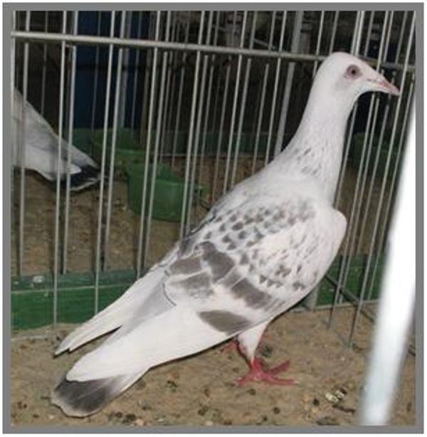 Polish Long-Faced Tumbler | BD PIGEONS