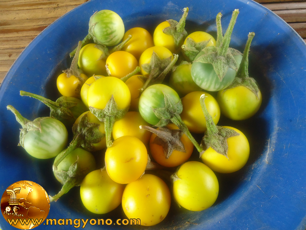 Menanam terong kuning, peuheur (Solanum indicum ) ~ Blog Mang Yono