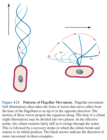 Microbiology Notes: Eucaryotic Cell Structure and Function