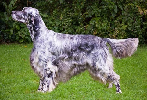 Ir(relevant) Profoundities: English Setter - Show dogs Stacked ...