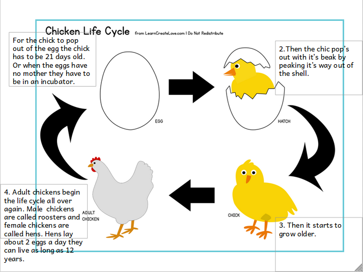 Night: Life Cycle of A Chicken