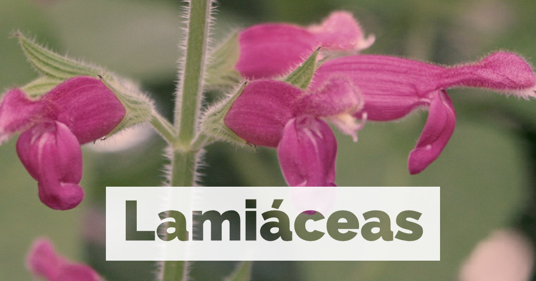 Lamiáceas (Labiadas) ~ PLANTUKIS