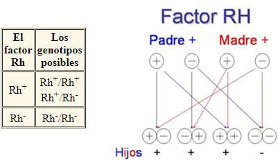 Cnaturales: BIOLOGÍA NOVENO