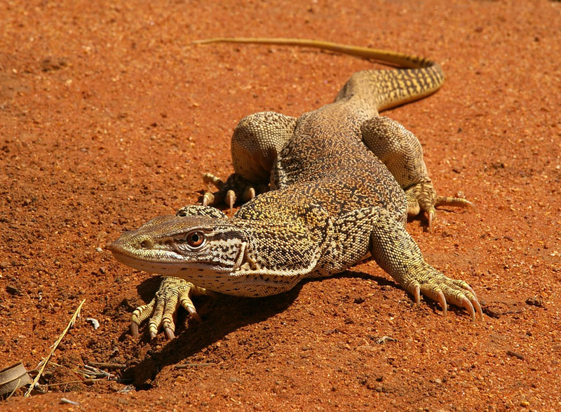 Los varanos. Corazón de dragón
