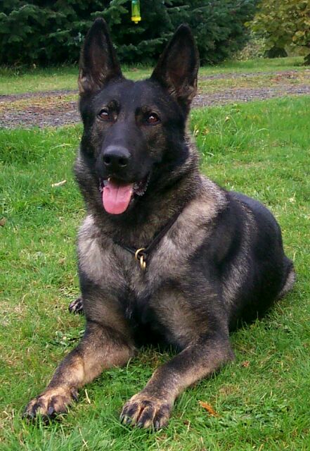 Big German Shepherds: Czech German Shepherd Puppies