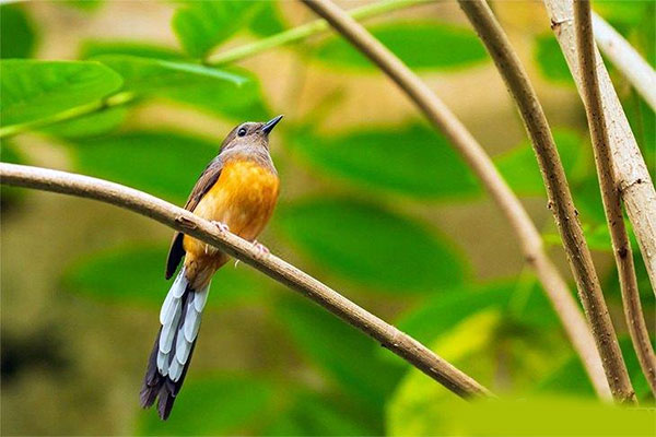 Chim bồ câu giống Pháp : Phân biệt Chim Chích Chòe Lửa Trống Mái chuẩn ...