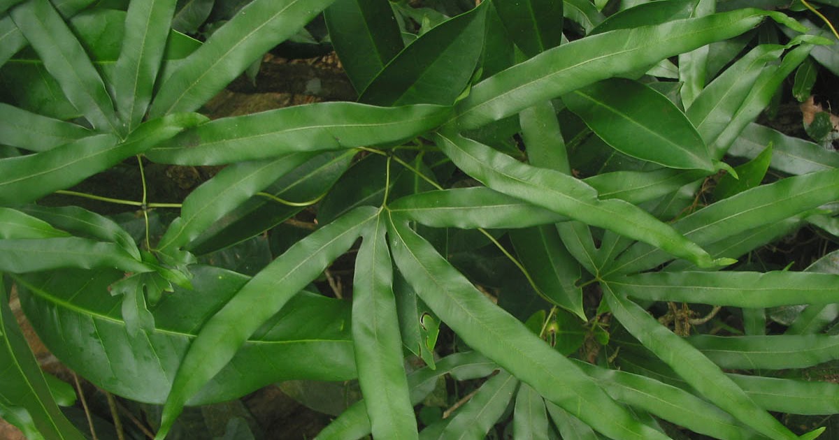 INFO KRAF: PRODUK KRAF ANYAMAN RIBU RIBU