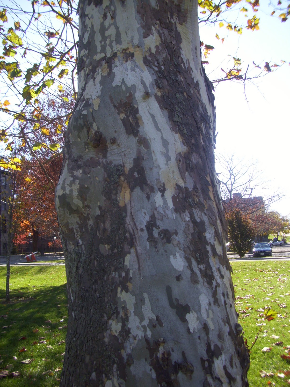 Virginia Tree Blog: 1: American Sycamore