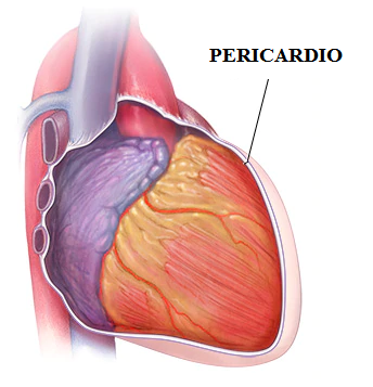 Lacirrena.: Significado de pericardio.