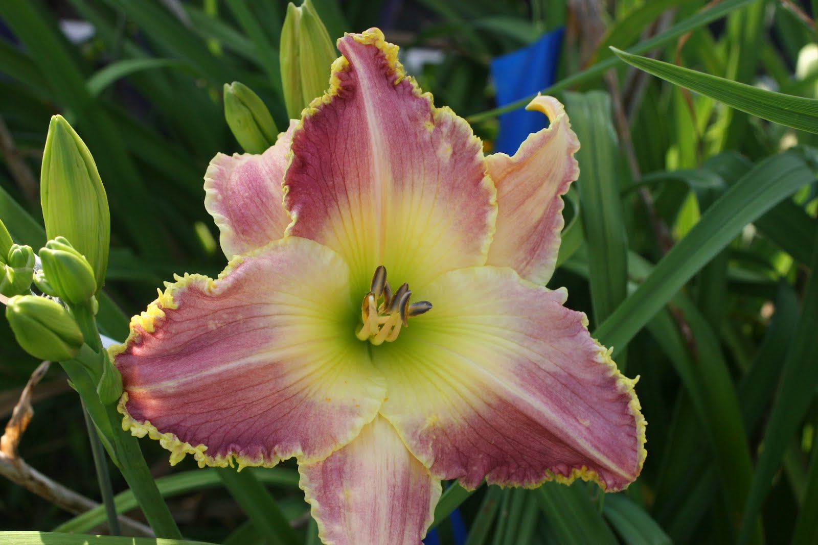 Jims' Daylily Blessings: Gold Edged Diploid
