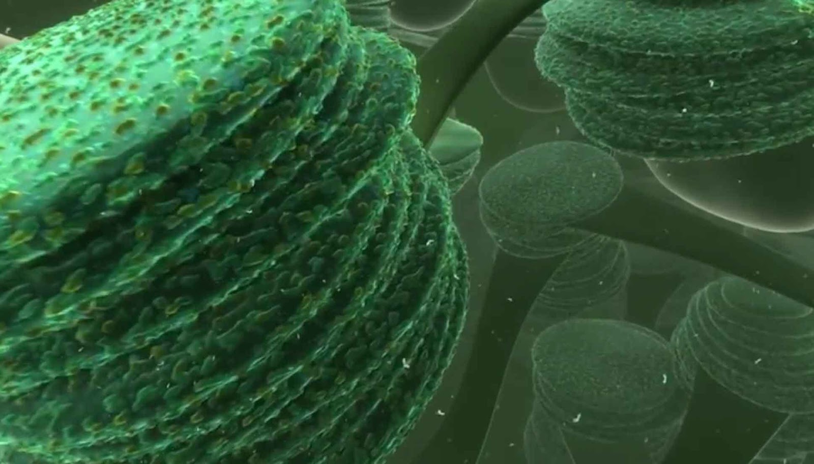 Cycle Life of Organisms Cell From Growth Modular Size Until Senescence