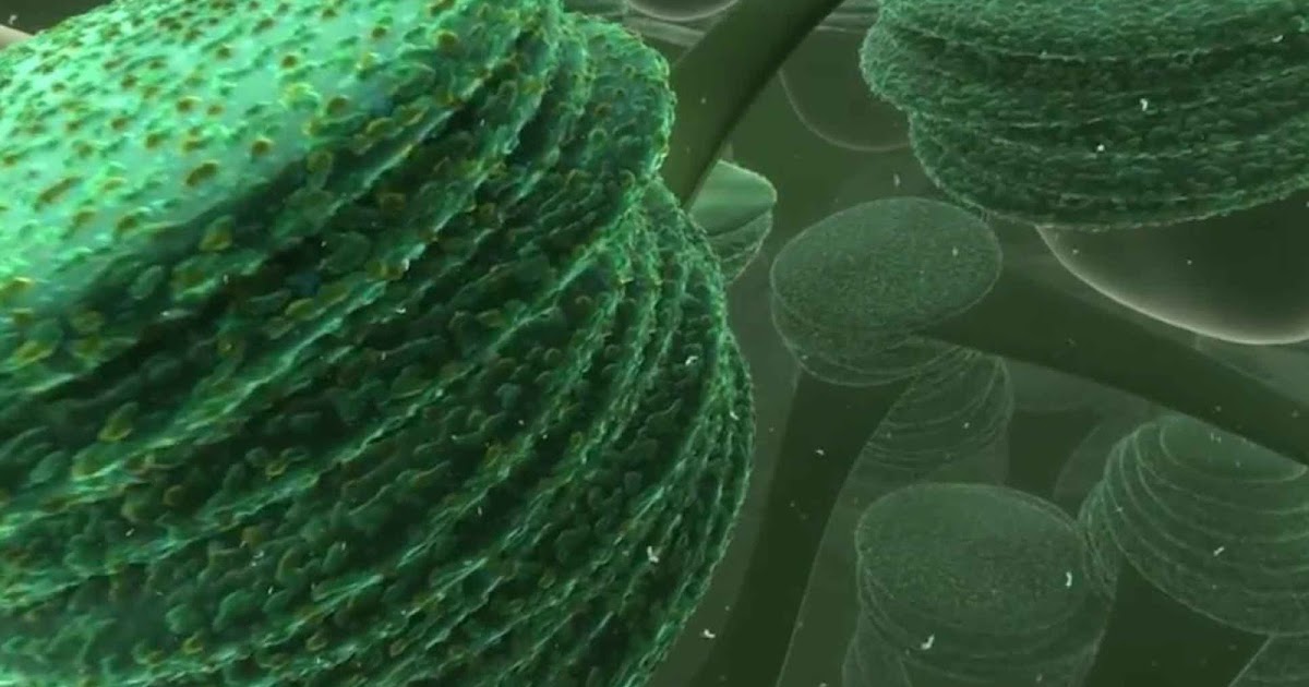 Cycle Life of Organisms Cell From Growth Modular Size Until Senescence